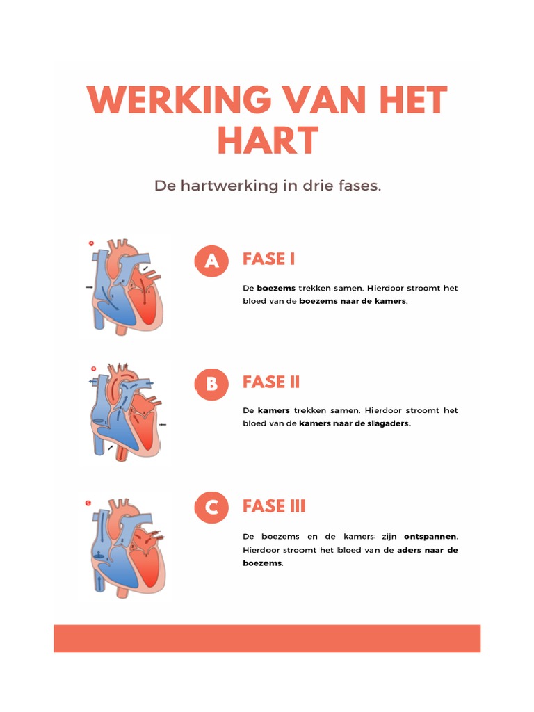Werking Van Het Hart | PDF