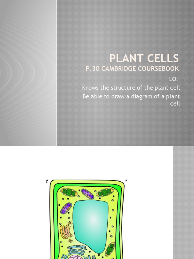 Plant Cell Structure for 7th Grade | PDF