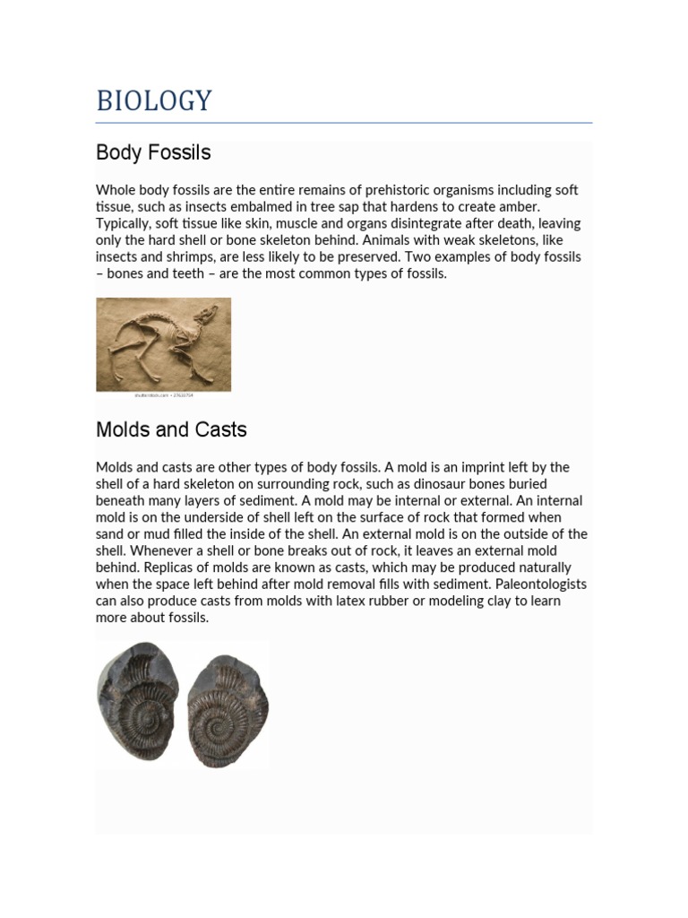 Biology: Body Fossils | PDF | Fossil | Paleontology