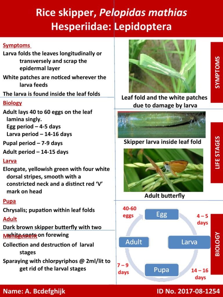 Rice Skipper, Pelopidas Mathias Hesperiidae: Lepidoptera: Symptoms | PDF