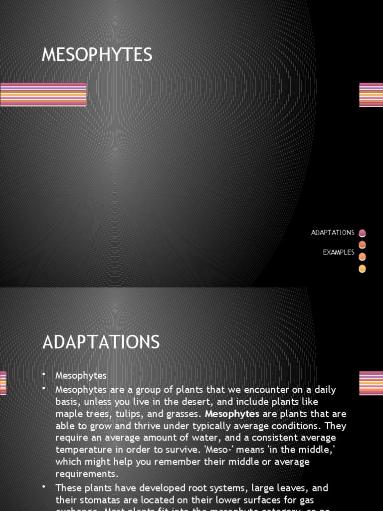 Mesophytes: Adaptations Examples | PDF