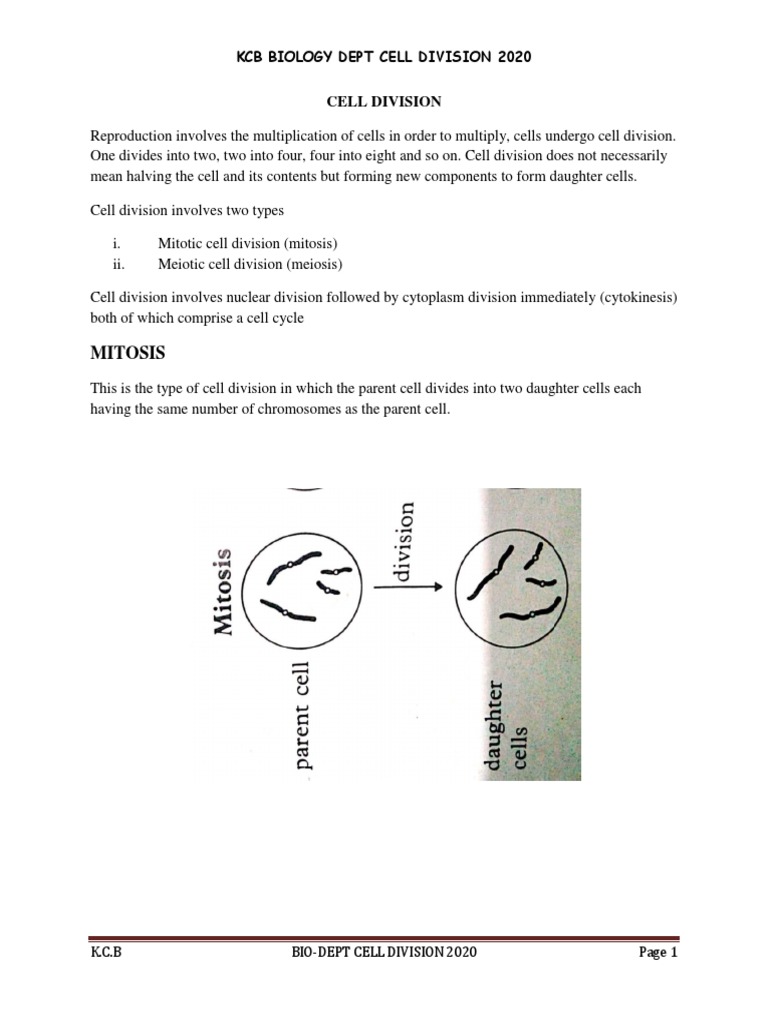 Cell Division: Mitosis and Meiosis Guide | PDF | Mitosis | Meiosis