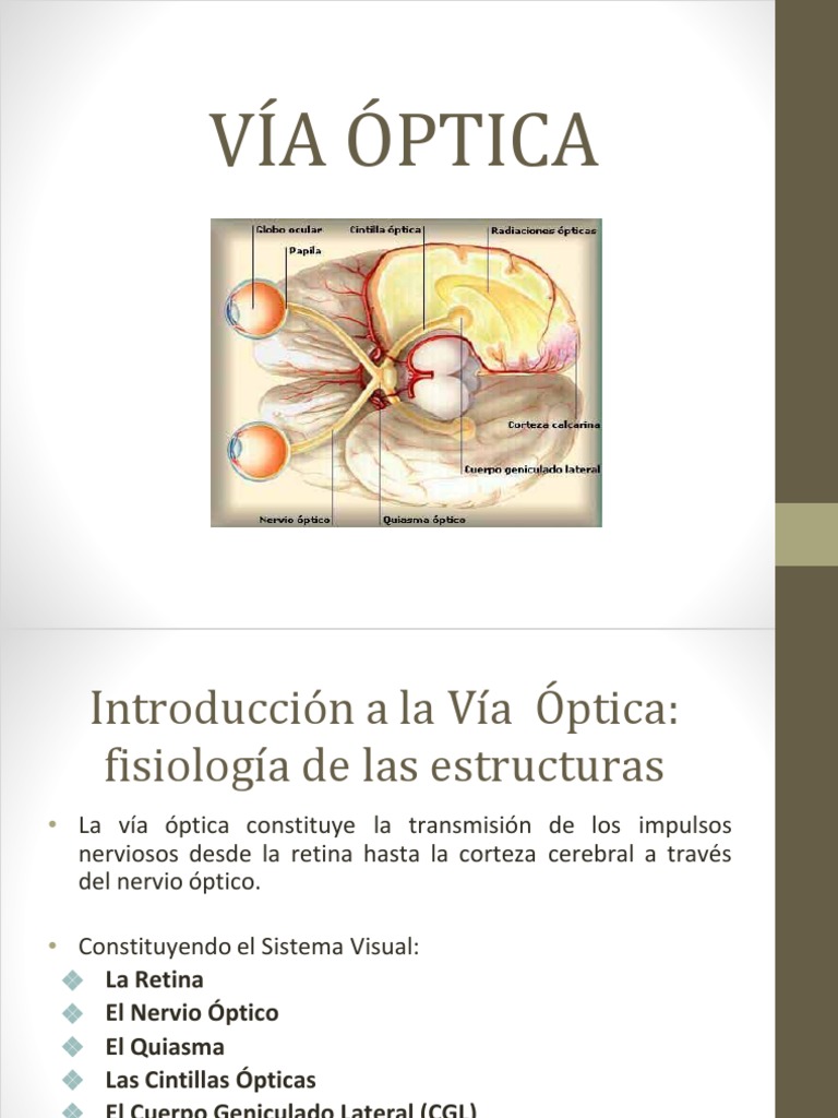 Anatomía de la Vía Óptica Visual | PDF | Corteza visual | Percepción visual