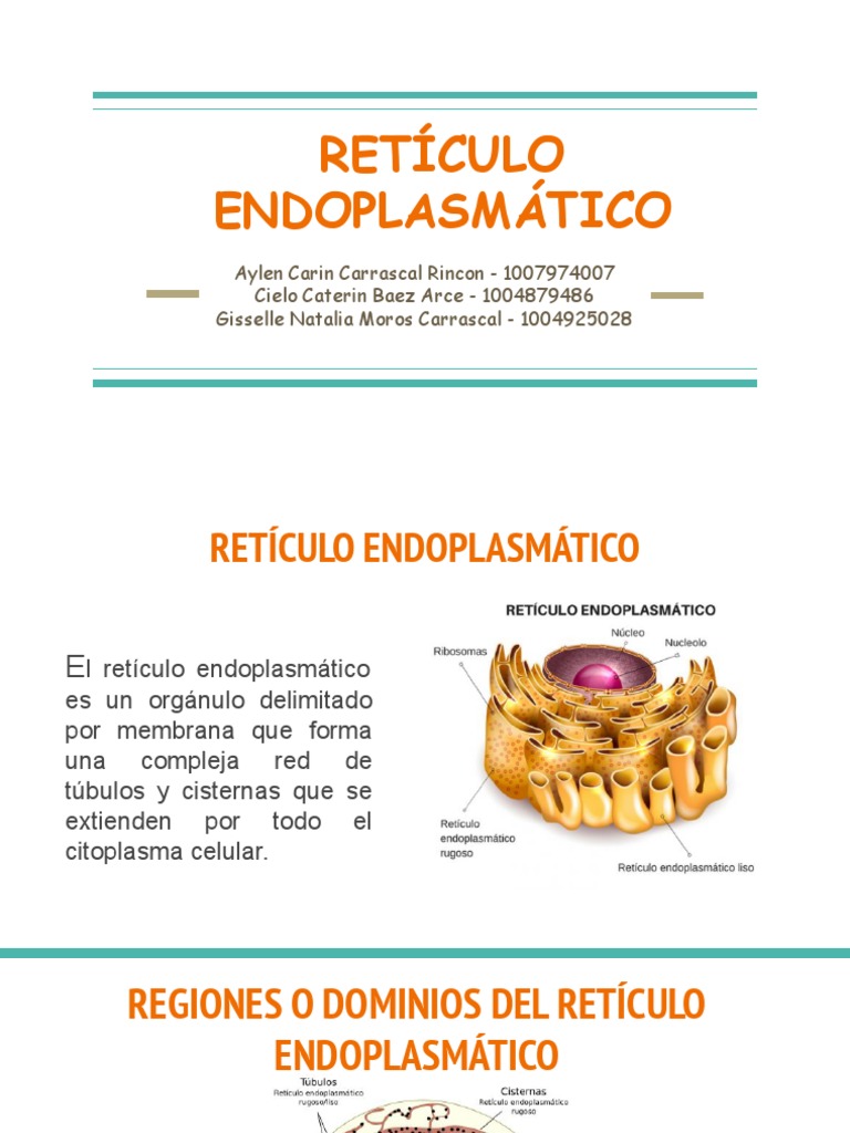 Retículo Endoplasmático Liso y Rugoso | PDF | Retículo endoplásmico ...