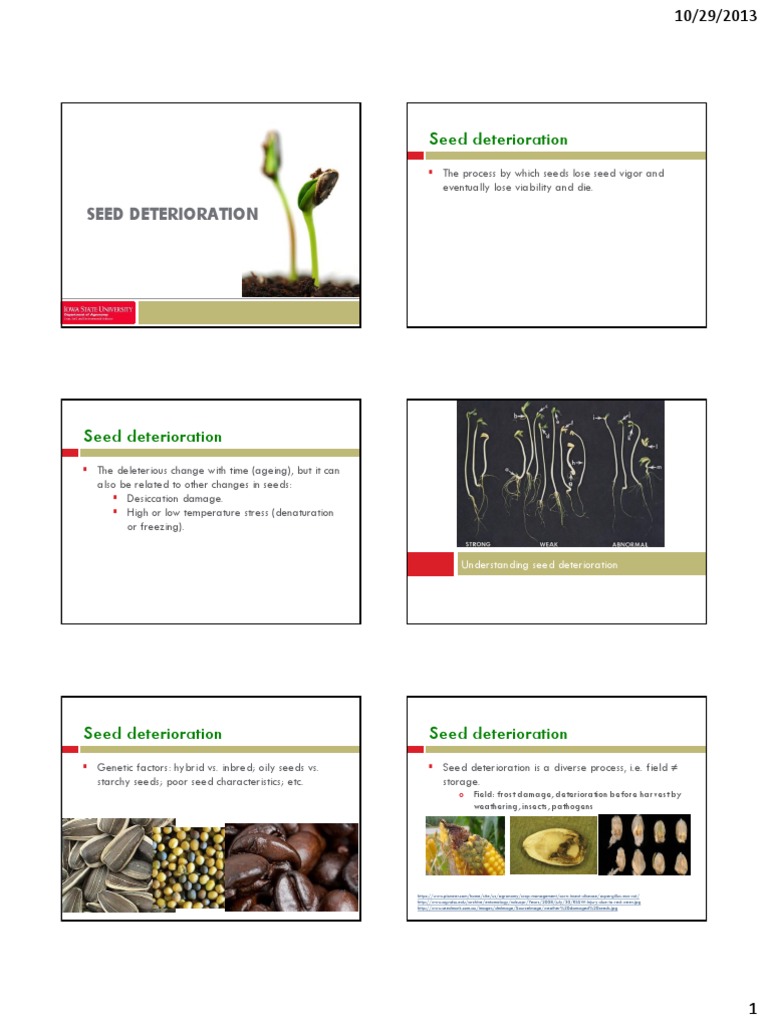 Understanding Seed Deterioration Factors | PDF | Seed | Radical (Chemistry)