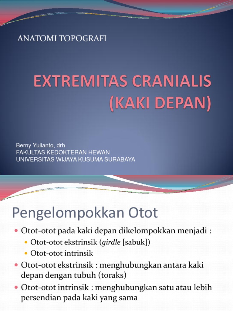 Anvet II - Kaki Depan 01 | PDF