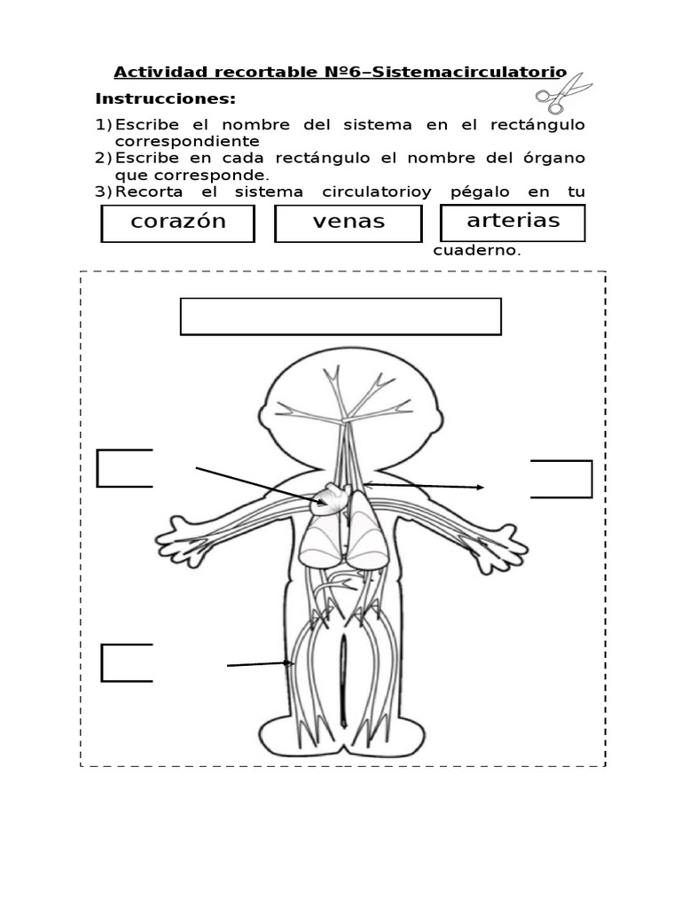 Actividad Recortable Sistema Circulatorio | PDF