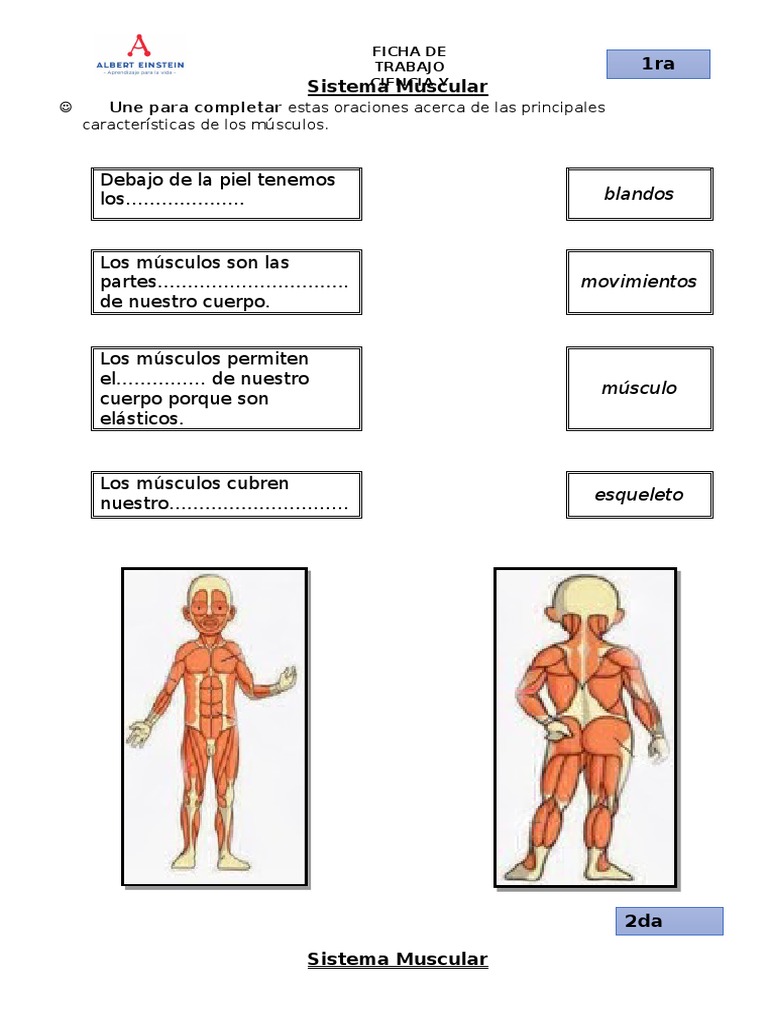 Hojas De Trabajo Sobre El Sistema Muscular Y Esquelético Aparato
