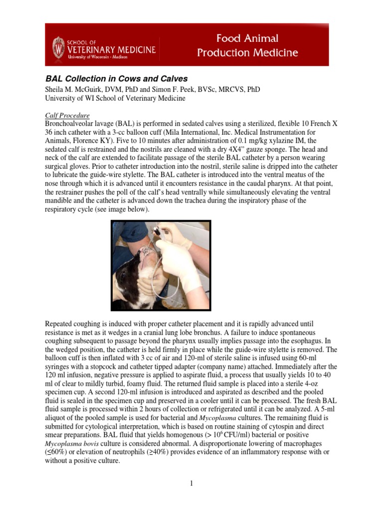BAL Collection in Cows and Calves: Calf Procedure | PDF | Catheter ...
