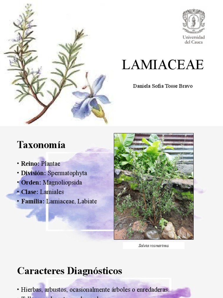 Lamiaceae | PDF | Organismos | Plantas