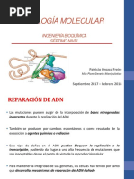 Mecanismos de Reparación de Daños en La Molécula de Adn | PDF | Reparación de adn | Adn