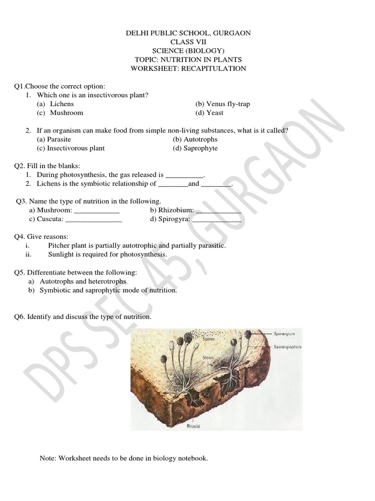 Nutrition in Plants Worksheet 28 April | PDF