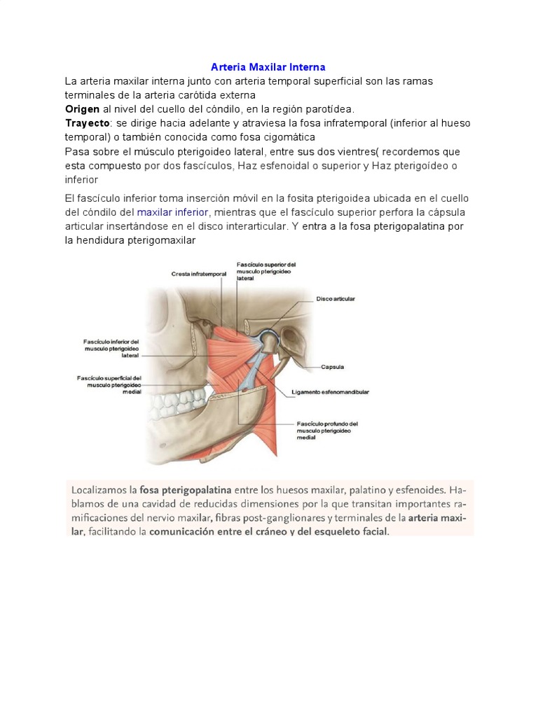 Arteria Maxilar Interna | PDF | Cabeza y cuello humanos | Sistema ...