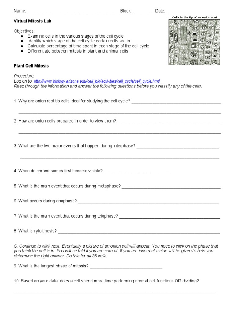 Virtual Mitosis Lab | PDF