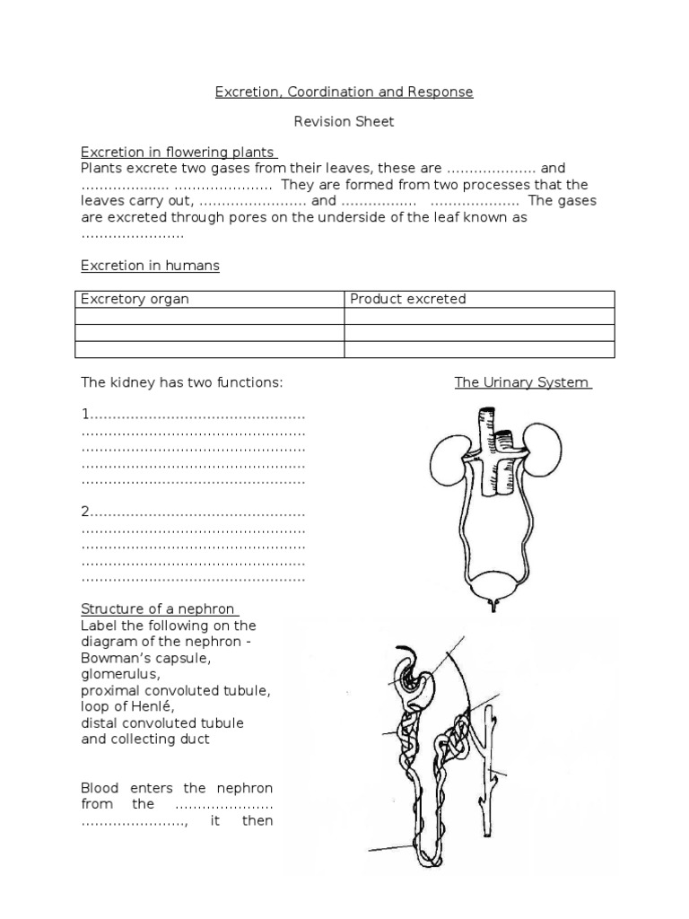 Excretion and Coordination and Response Revision Sheet | PDF | Anatomy ...
