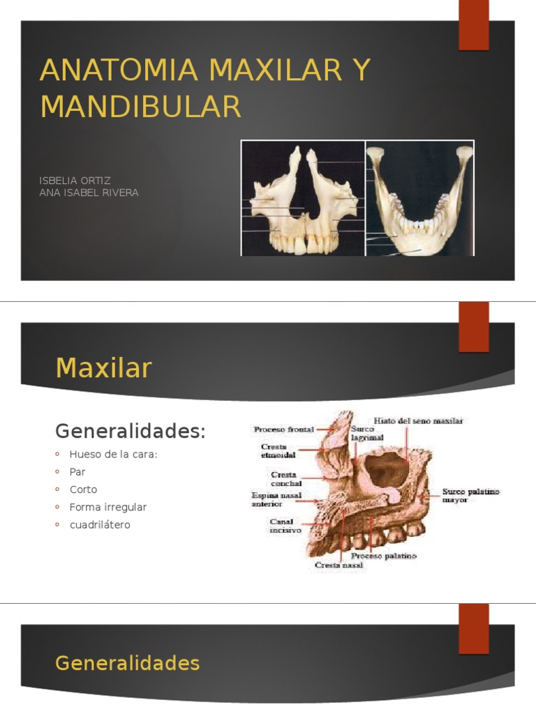 Anatomía Maxilar y Mandibular | PDF | Sistema musculoesquelético | Cara