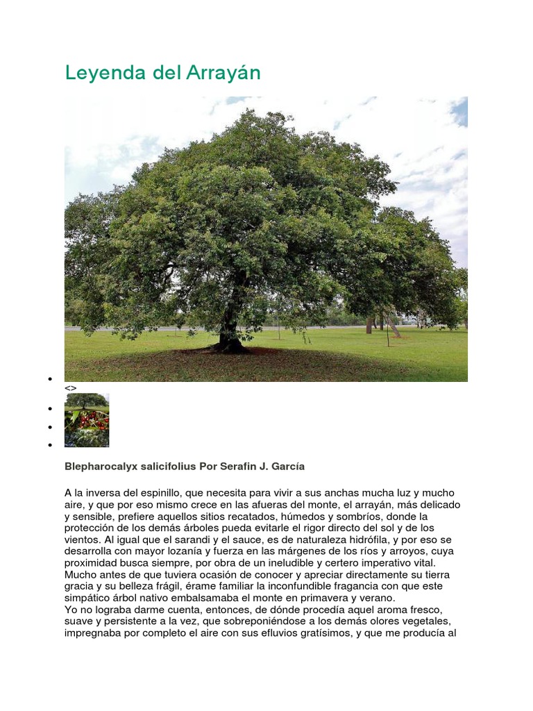 Leyenda Del Arrayán | PDF | Perfume | Botánica