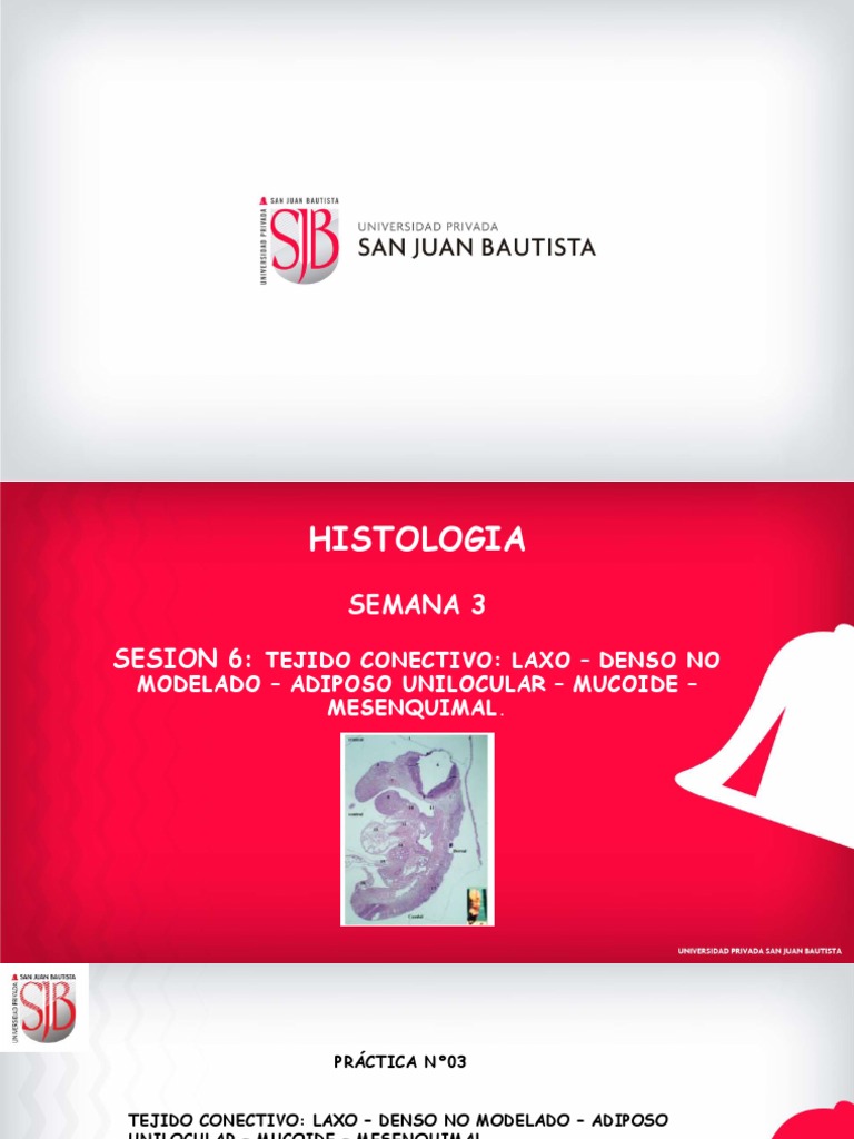 Tercera Practica Hist | PDF | Tejido conectivo | Histología