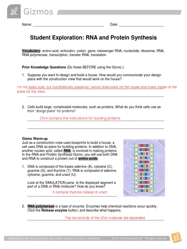 Rna Protein Synthesis | PDF | Translation (Biology) | Rna