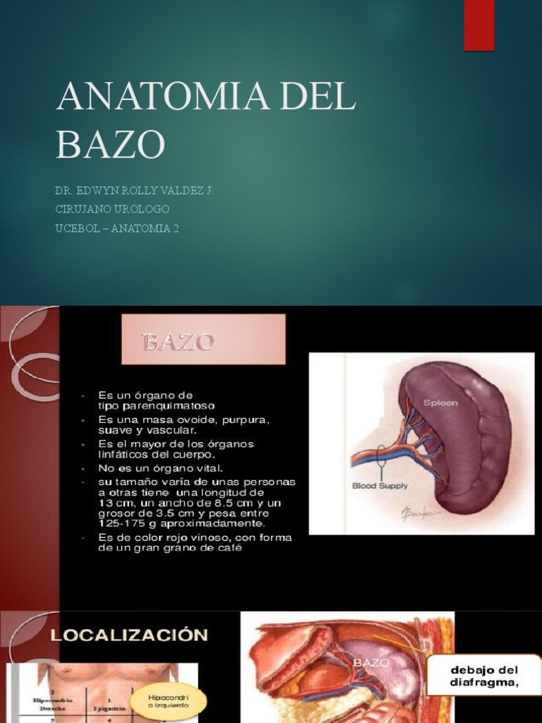 Anatomia Del Bazo | PDF