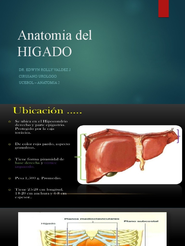 Anatomia Del HIGADO | PDF