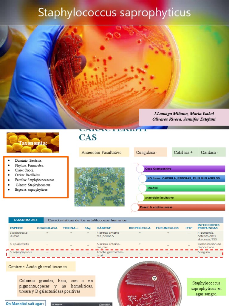Staphylococcus saprophyticus: Características y Virulencia | PDF ...