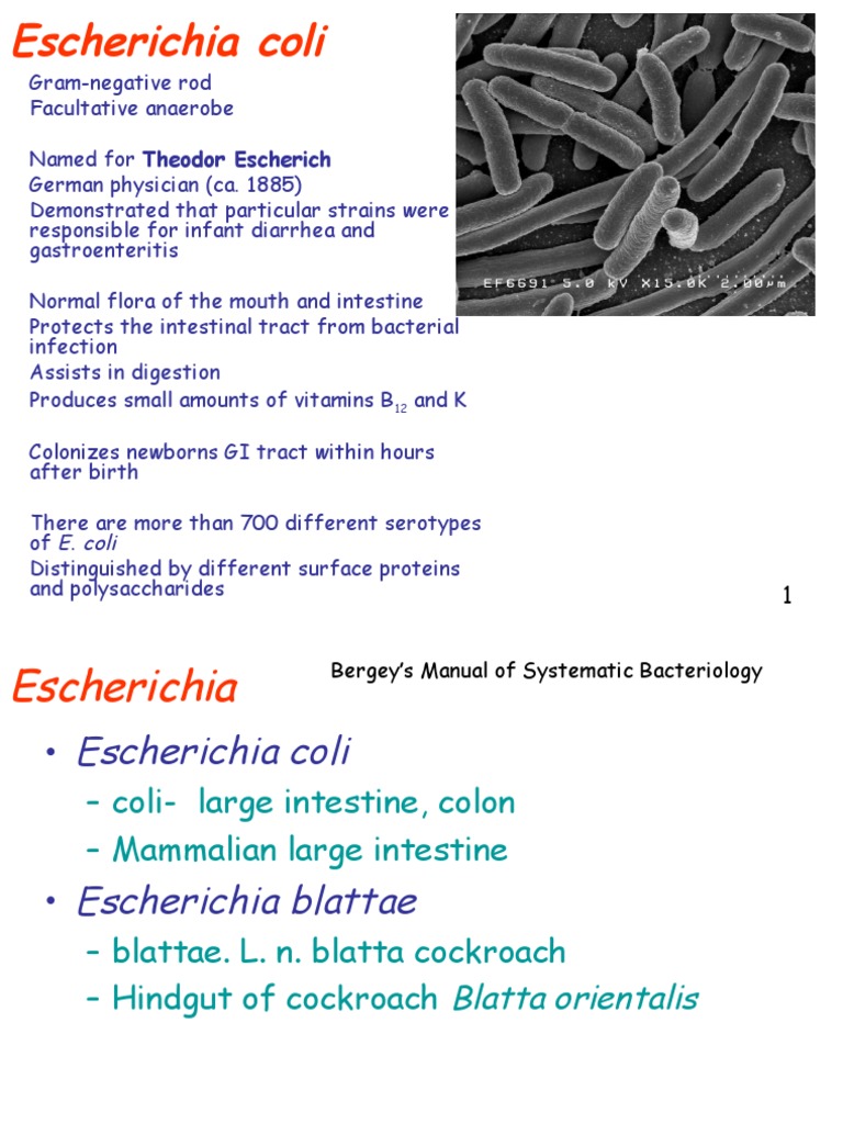 Escherichia coli: A Comprehensive Overview of its Characteristics ...