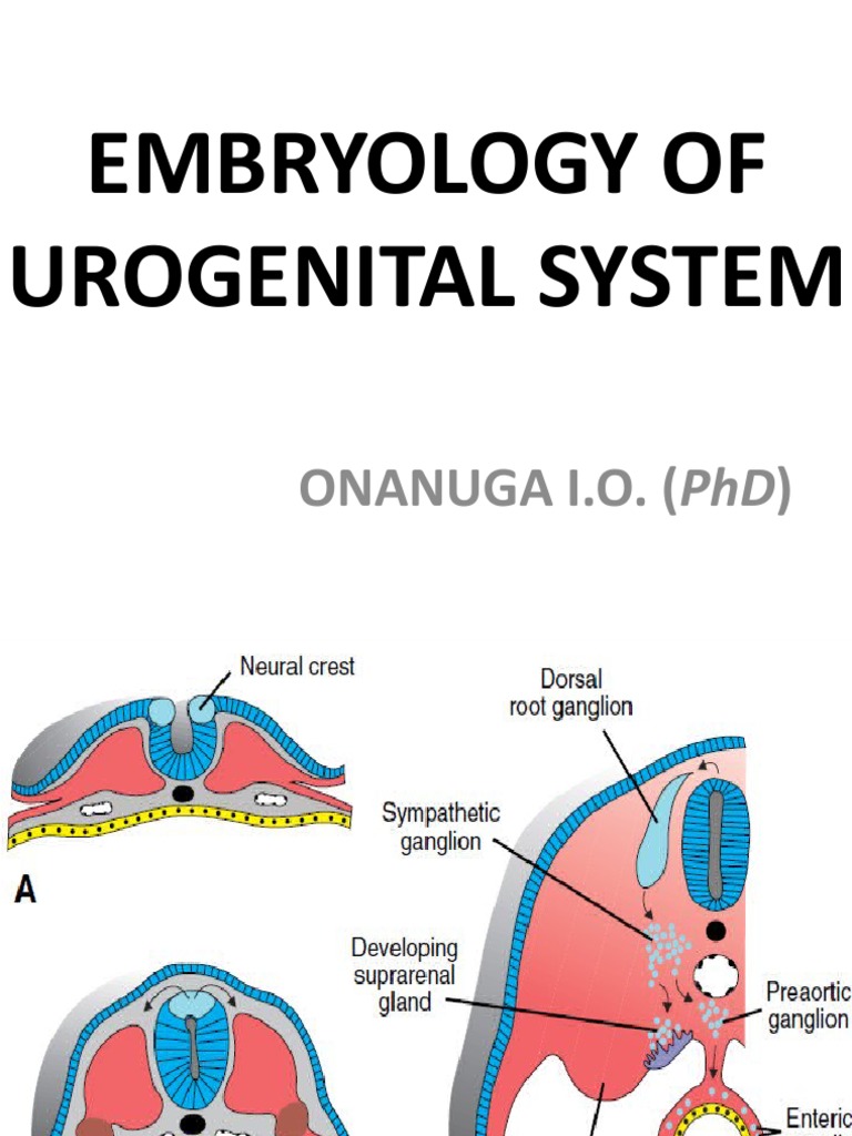 Embryology of Urogenital System | PDF | Genitourinary System | Anatomy