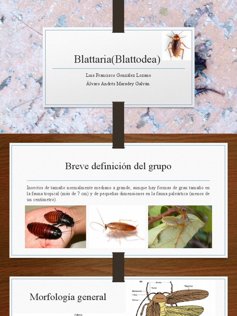 Blattaria (Blattodea) | PDF | Insectos | Organismos