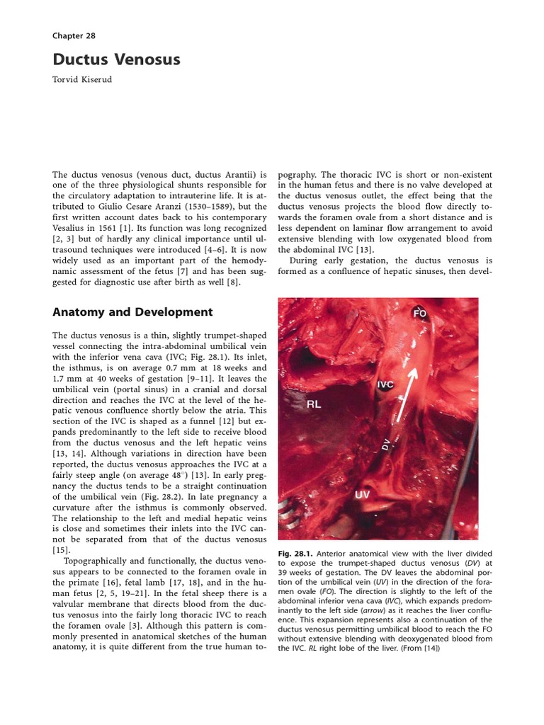 Ductus Venosus: Anatomy and Development | PDF | Fetus | Atrium (Heart)