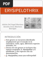 ERYSIPELOTHRIX | PDF | Infección | Sistema inmune