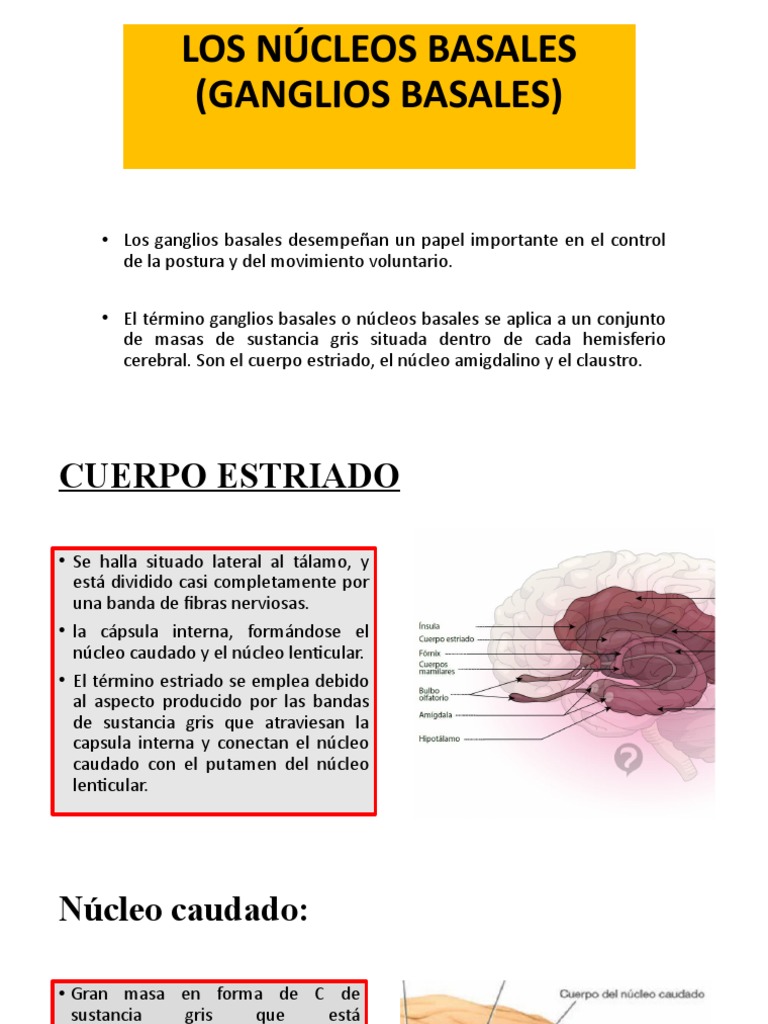 Los Núcleos Basales (Ganglios Basales) | PDF | Ganglios basales | Cerebro