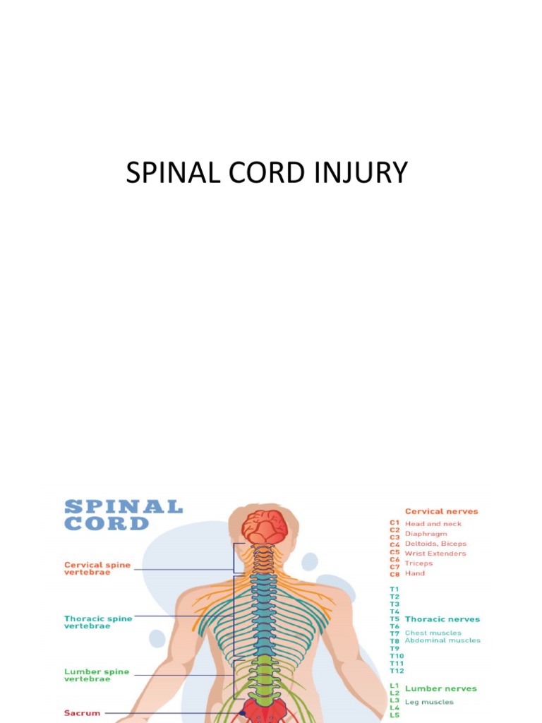 Spinal Cord Injury | PDF | Spinal Cord Injury | Back Pain