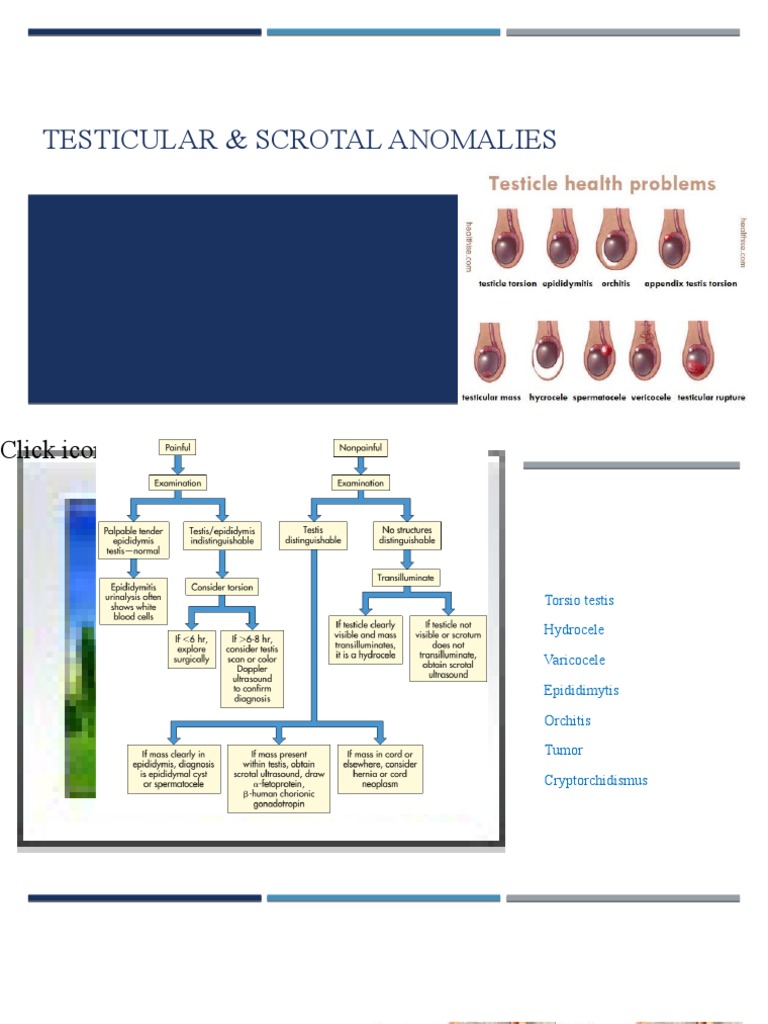 Testicular and Scrotal Anomalies | PDF | Medical Specialties | Clinical ...
