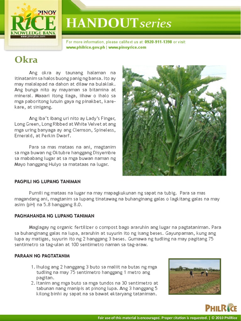 Okra | PDF