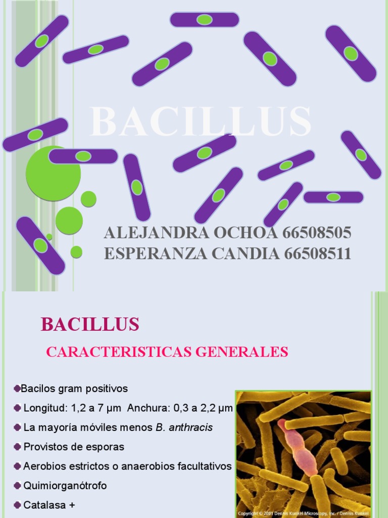 Características y Patología de Bacillus | PDF | Ántrax | Bacilo