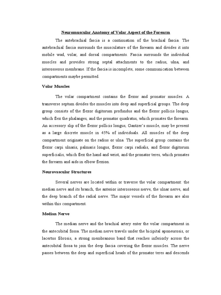 Neuromuscular Anatomy of Volar Aspect of The Forearm | PDF ...