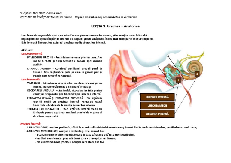 U2 l3 Urechea-Anatomie | PDF