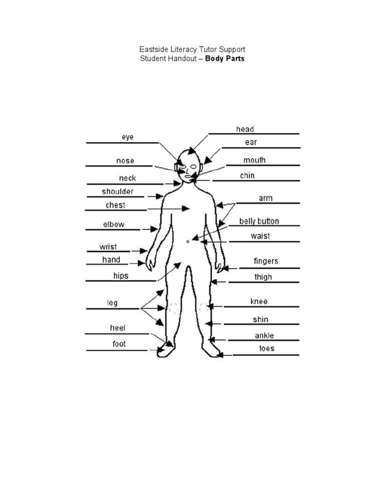 Body Parts Labelled | PDF