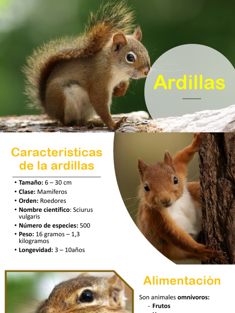 Ardillas | PDF