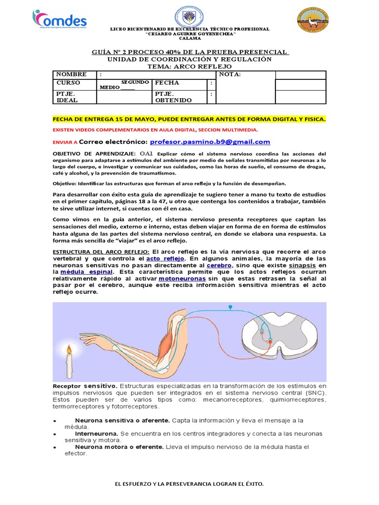 Estructura y Proceso del Arco Reflejo | PDF | Sistema nervioso ...