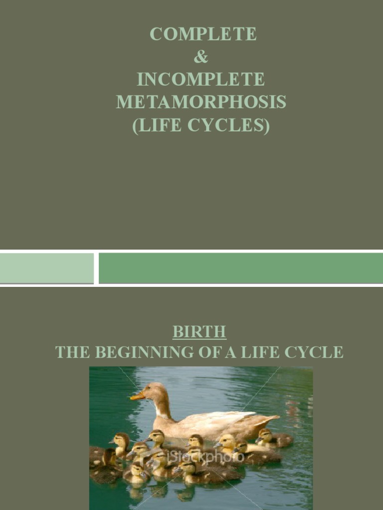 Complete & Incomplete Metamorphosis (Life Cycles) | PDF | Insects | Zoology