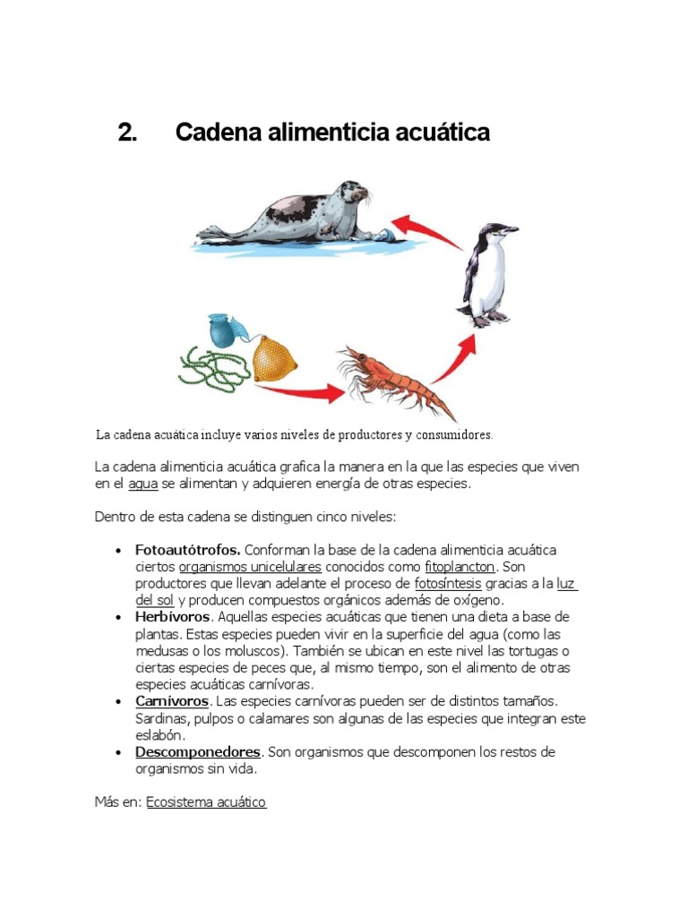 Cadena Alimenticia Acuática: Niveles y Ejemplos | PDF