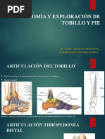 Linea de Feiss, Linea de Helbing | PDF | Pie | Anatomía humana