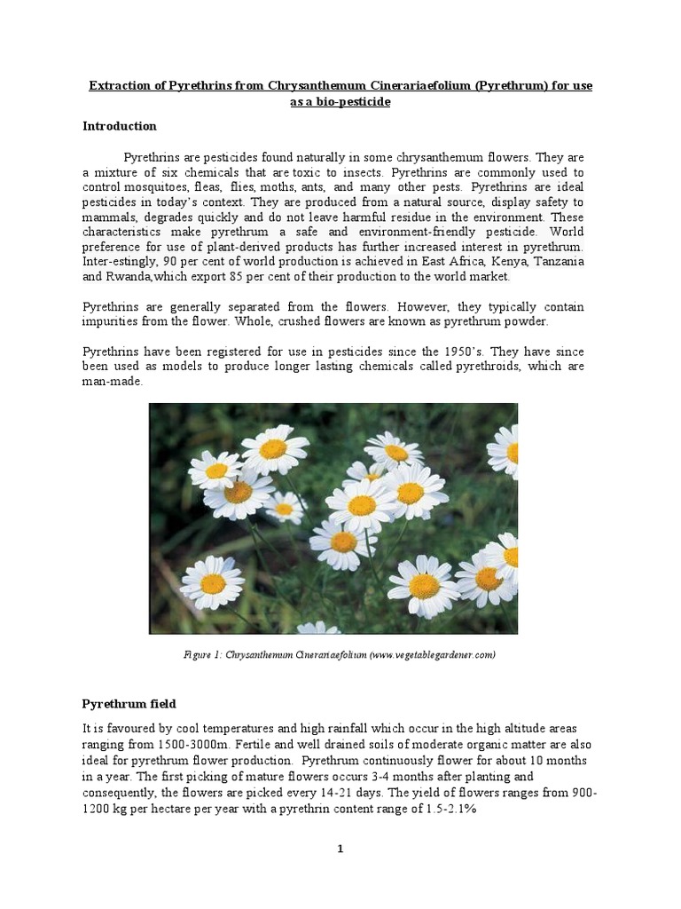 Extraction of Pyrethrins From Chrysanthemum Cinerariaefolium For Use As ...