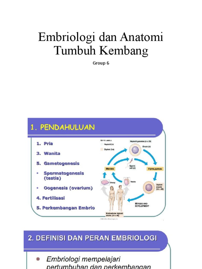 Embriologi Dan Anatomi Tumbuh Kembang F | PDF