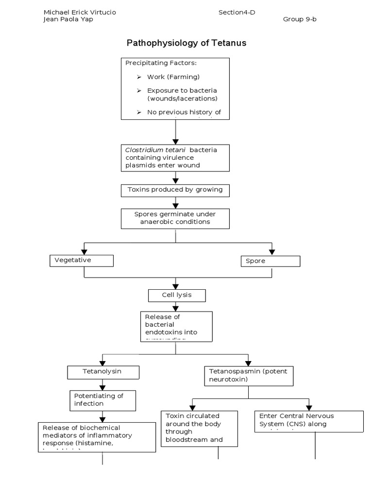 Pathophysiology of Tetanus: Clostridium Tetani Bacteria | PDF ...