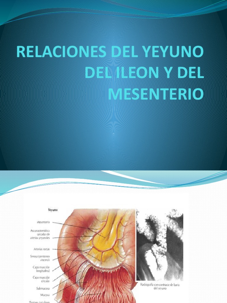 Relaciones Del Yeyuno Del Ileon y Del Mesenterio | PDF