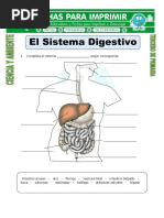 Sopa de Letras de Sistema Digestivo - 564 | PDF