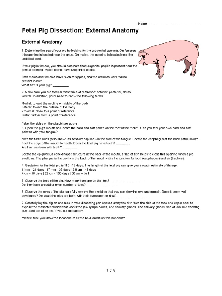 The Anatomy of the Fetal Pig: A Comprehensive Guide to the External and ...